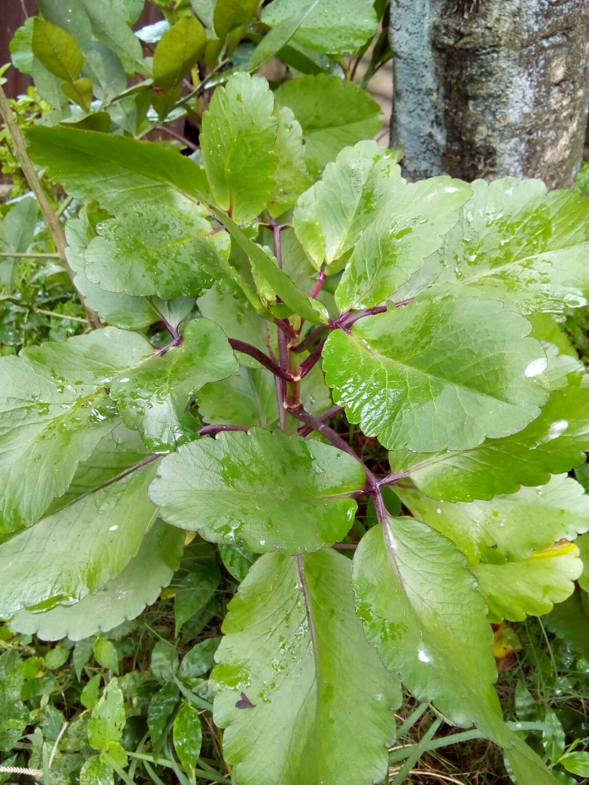 Pathorkuchi Pata (পাথরকুচি পাতা) - Life is meaningless without Information