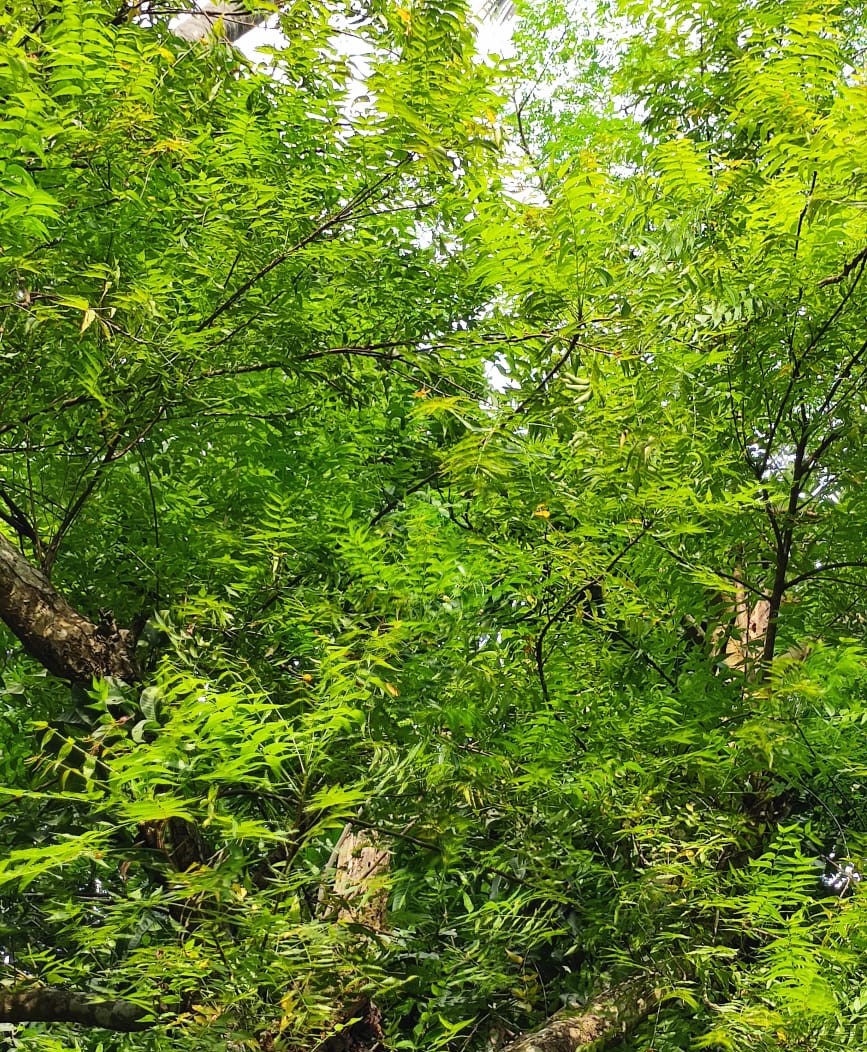 The Neem Tree (নিম পাতা) - Life is meaningless without Information