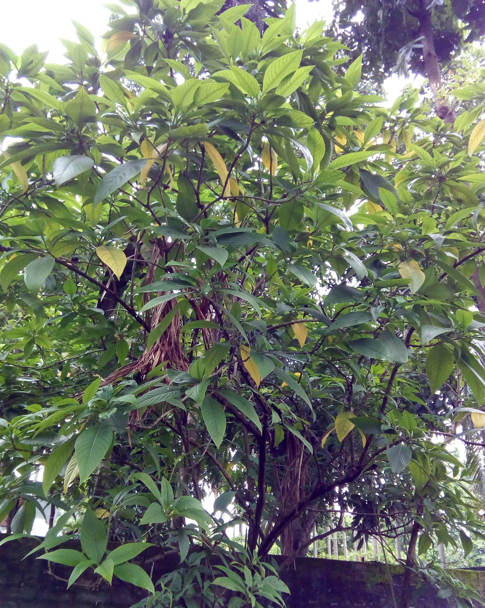 Basok Pata (বাসক পাতা) - Life is meaningless without Information