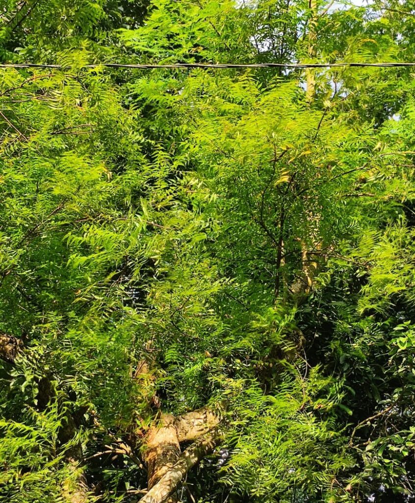 The Neem Tree (নিম পাতা) - Life is meaningless without Information